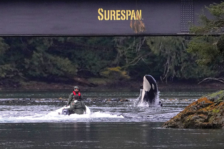 Embracing Orcas - Canada's History