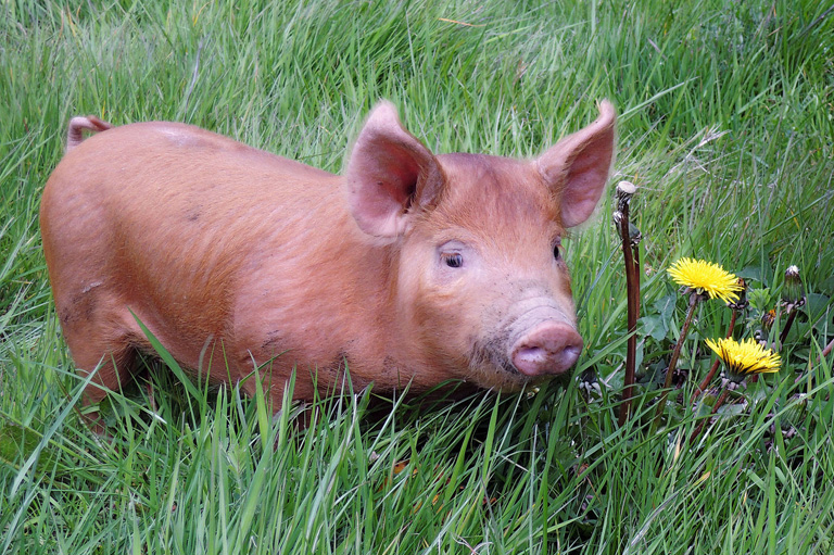 Canada's History - Canada's History